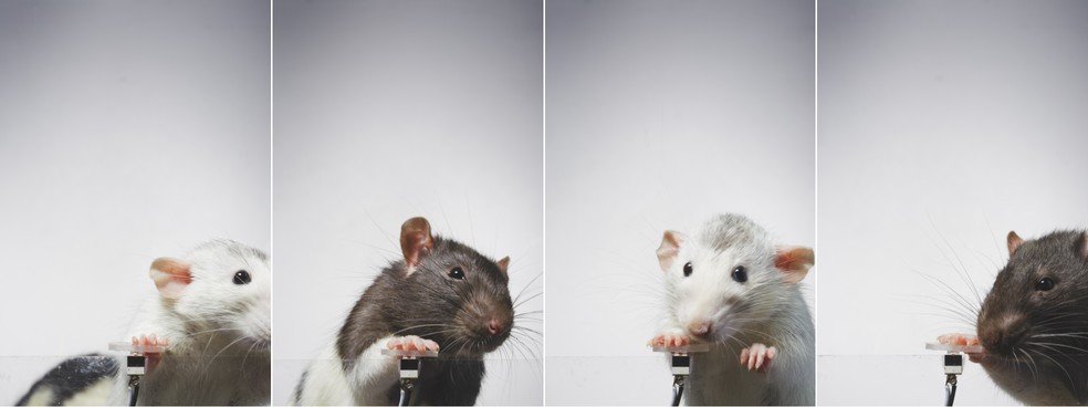Você é um humano ou um rato?: Selfies tiradas por fotógrafos-roedores ...