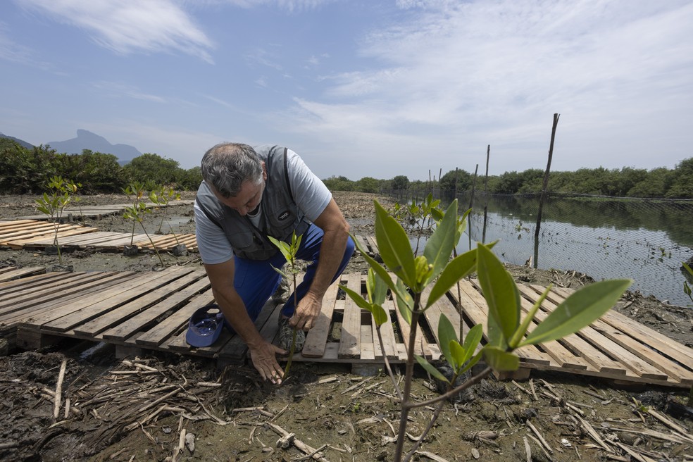 Projeto de revitalização de lagoa da Barra e de Jacarepaguá faz plantio ...