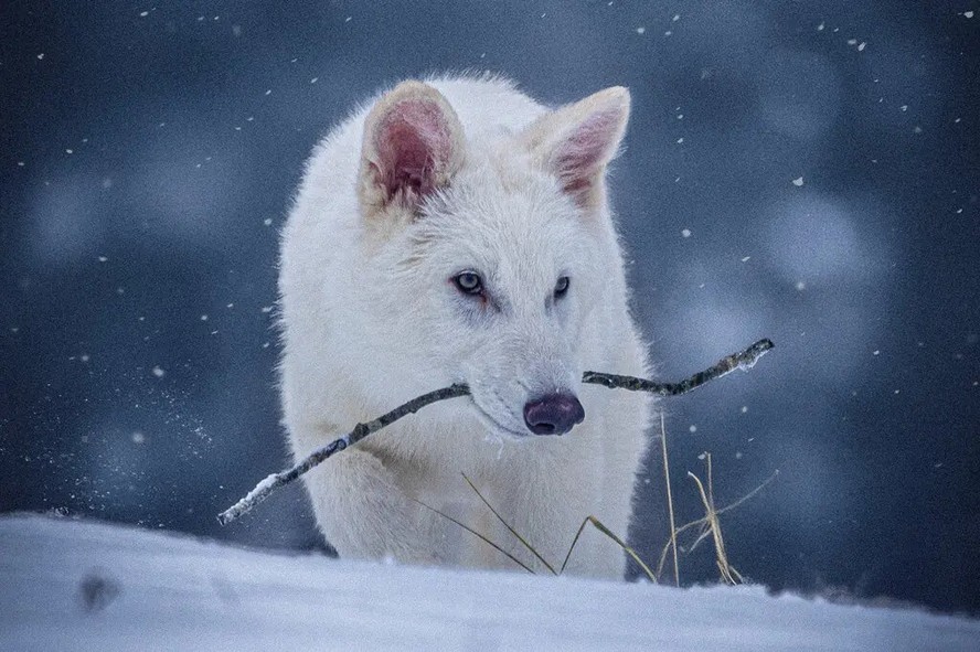 É lobo ou é marketing?