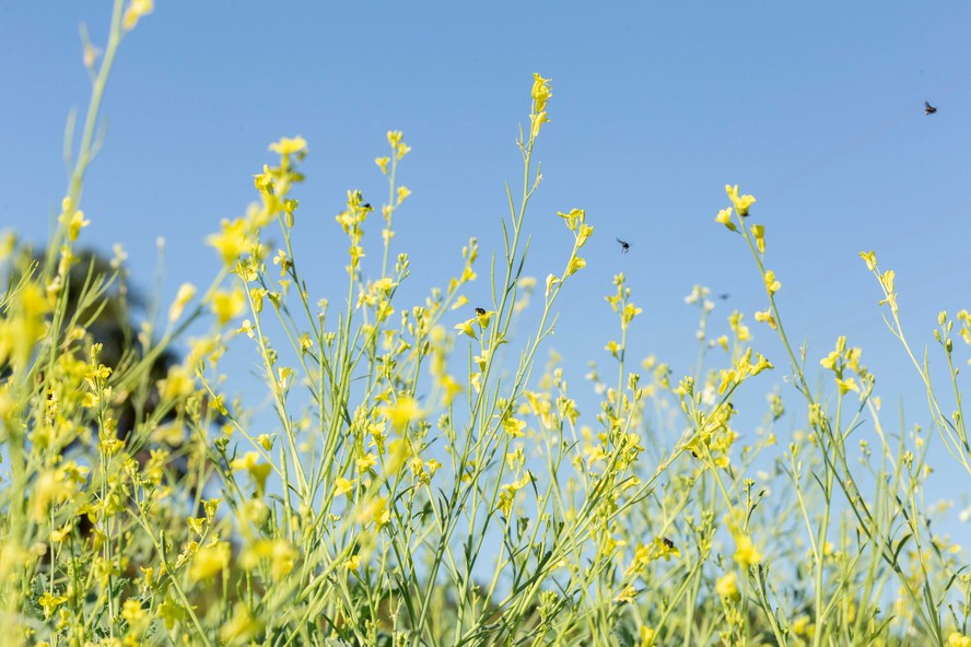 Agro mais forte e além da soja: Brasil abre fronteira na 2ª safra com ...