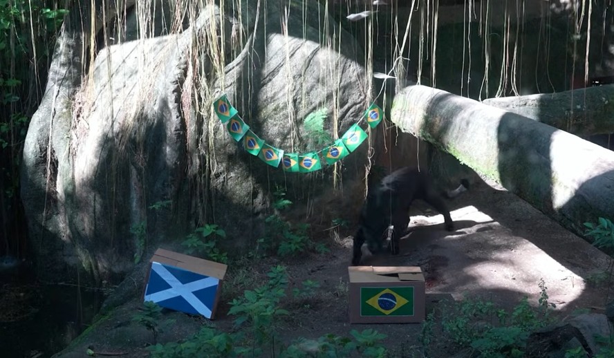 Vai dar bom? Com direito a suspense, onça 'Poty' do Rio aponta ...