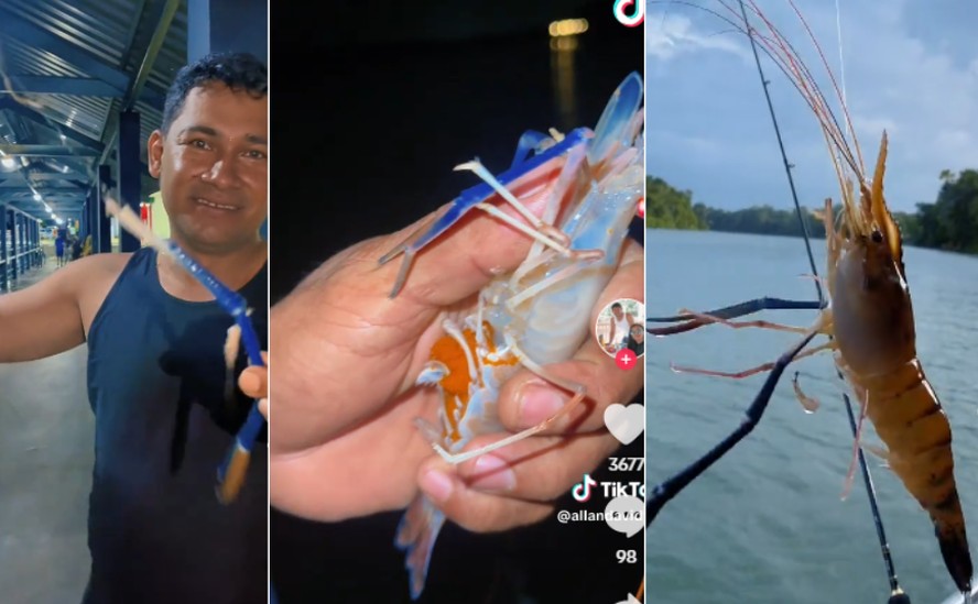 Camarao Gigante Do Rio VEJA AGORA! CAMARÃO GIGANTE DA MALASIA PEGO DE