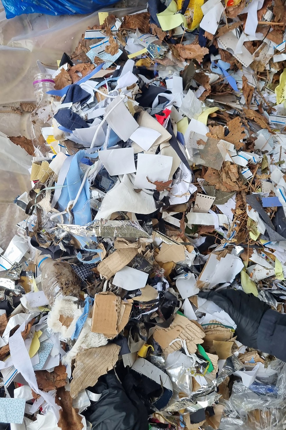 Parasitas de fezes humanas e roupas ocidentais foram encontrados em ...