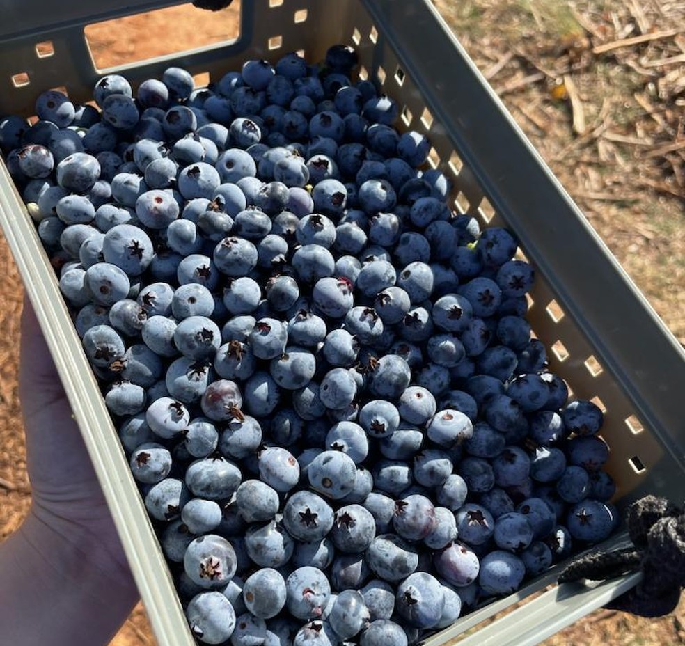 Cultivo de mirtilo avança no interior de Rio e São Paulo