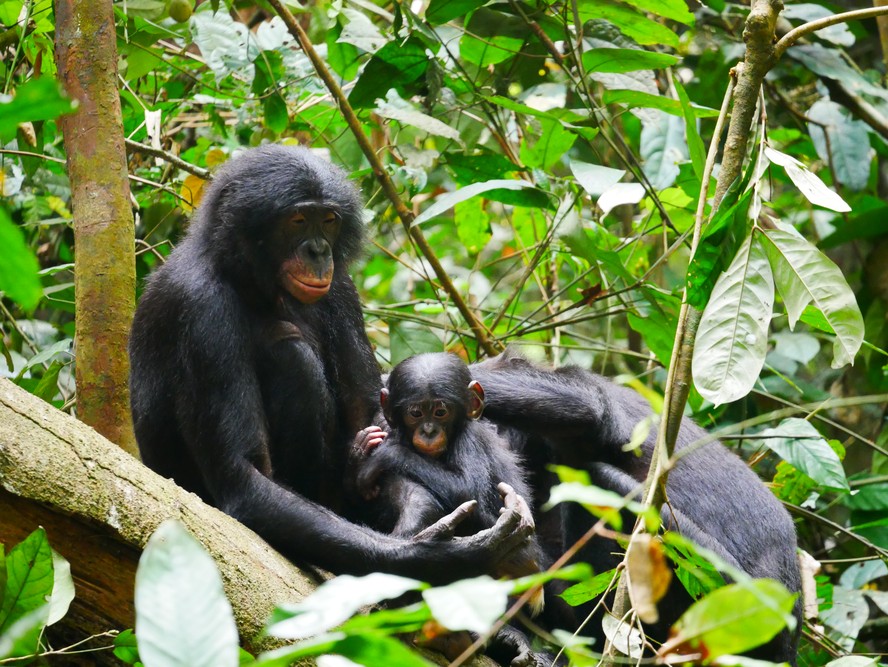 Estudo questiona índole pacífica dos bonobos, os macacos 'hippies ...