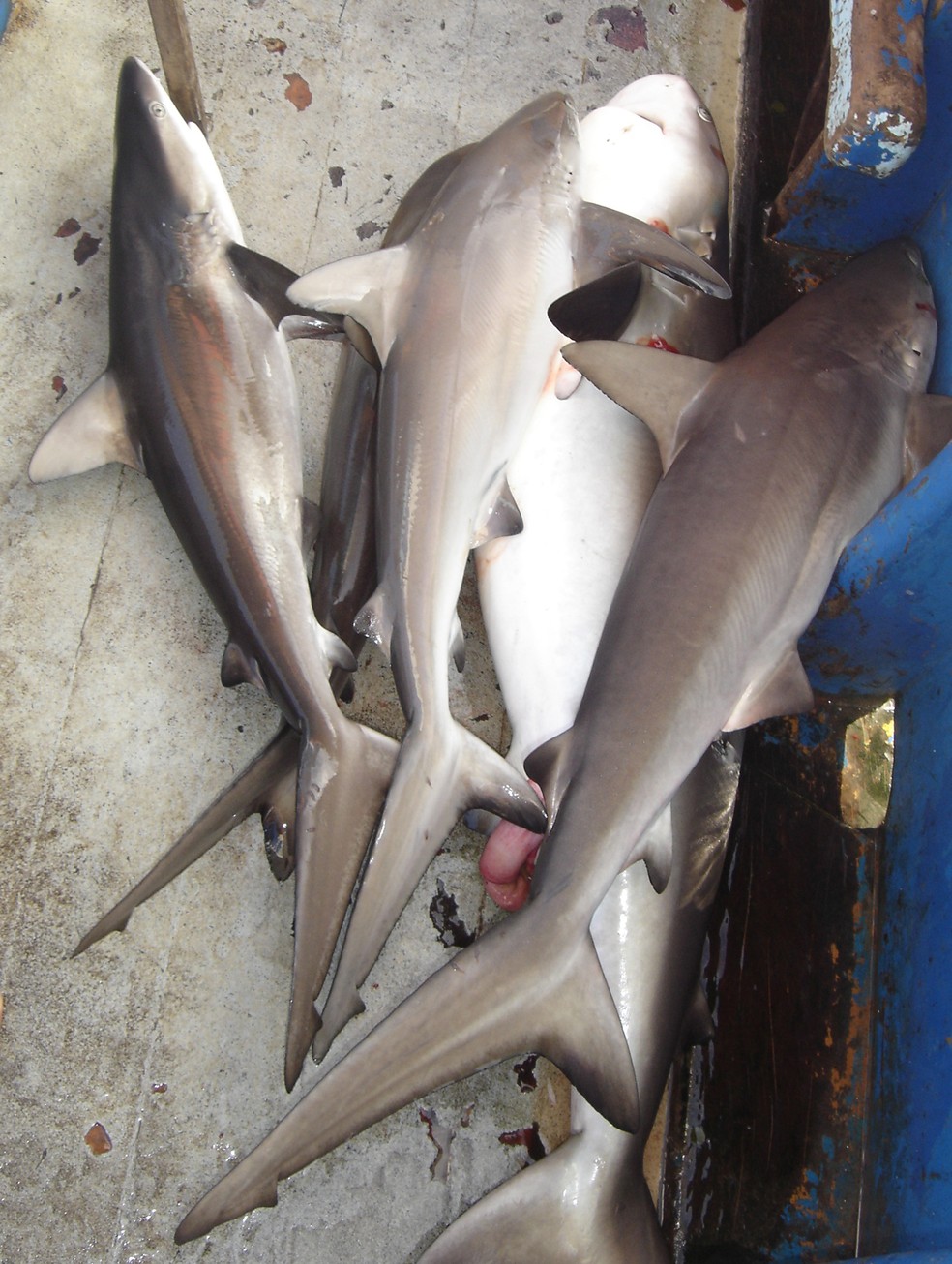 População global de tubarões de recife caiu mais de 60%, revelam câmeras