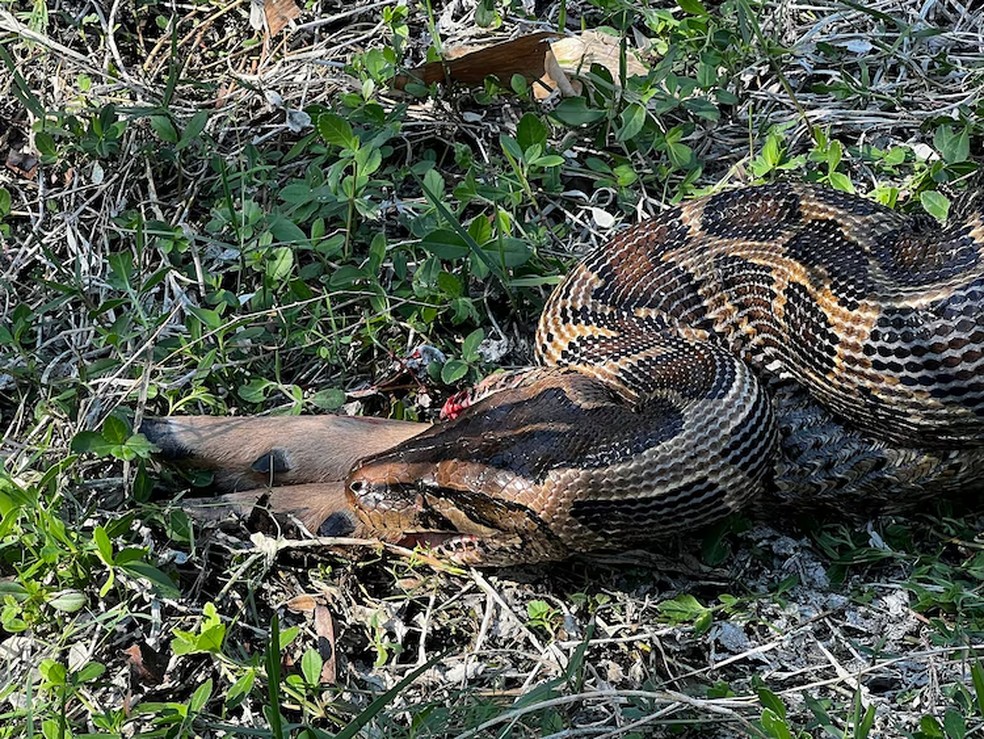 Pítons birmanesas afetam ecossistema da Flórida ao comerem veados e ...