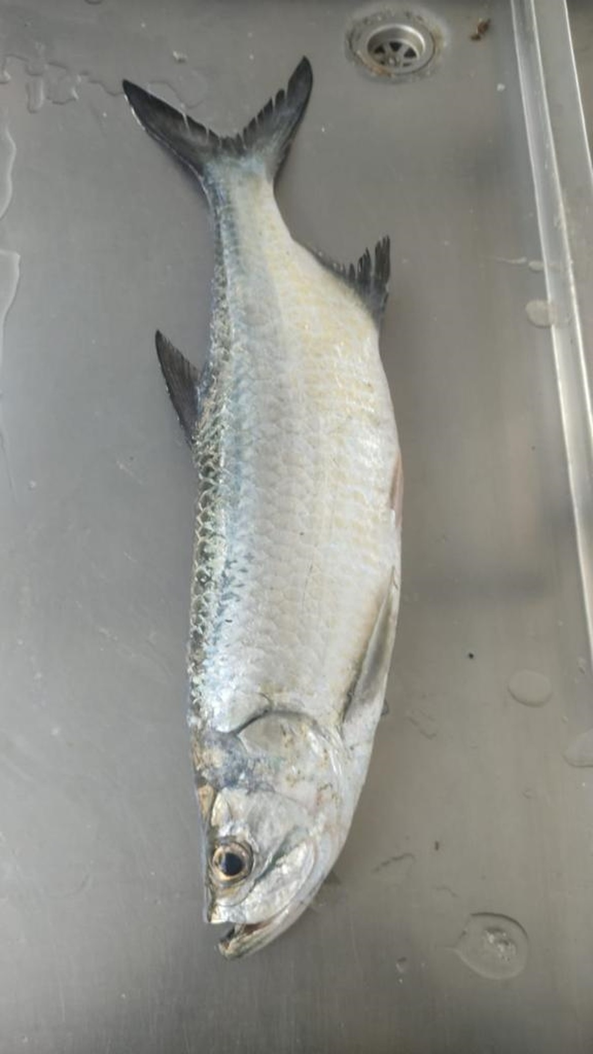 Pesquisa registra biodiversidade marinha em Copacabana e revela peixe ...