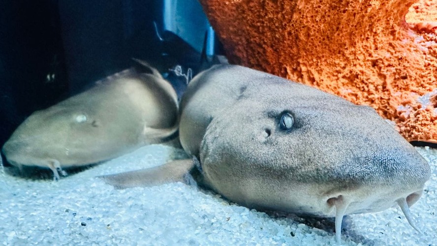Filhotes de tubarão-bambu que 'andam sob as águas' são transferidos a ...