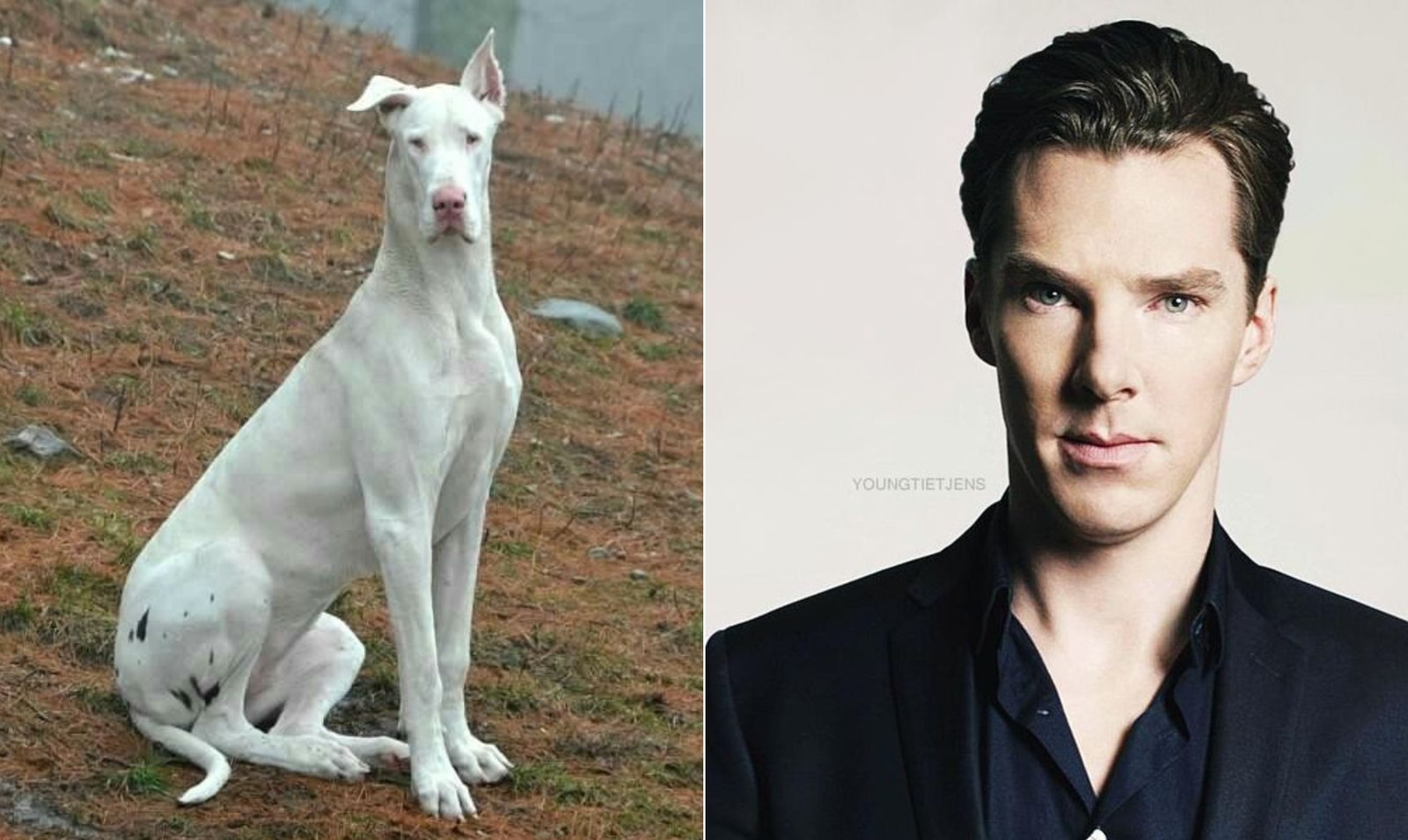 Cara de um, focinho do outro: esses cachorros se parecem muito com ...