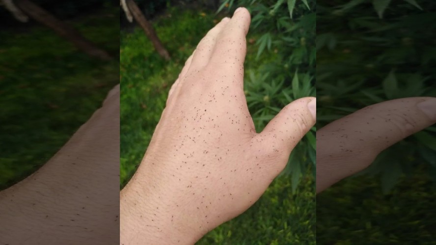 Insetos semelhantes a 'piolhos' invadem Buenos Aires após recorde de calor