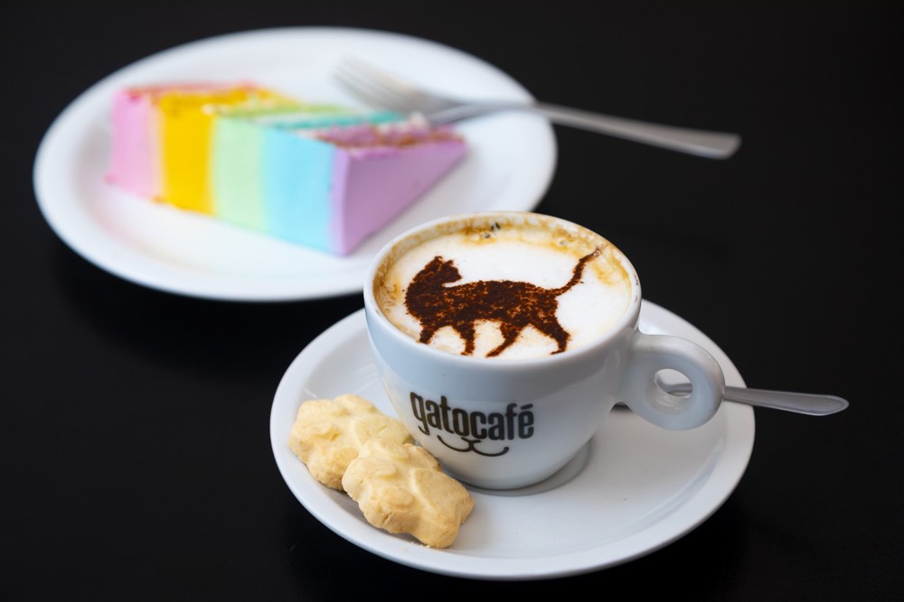Conheça o Gato Café, espaço que une felinos e comidinhas divertidas
