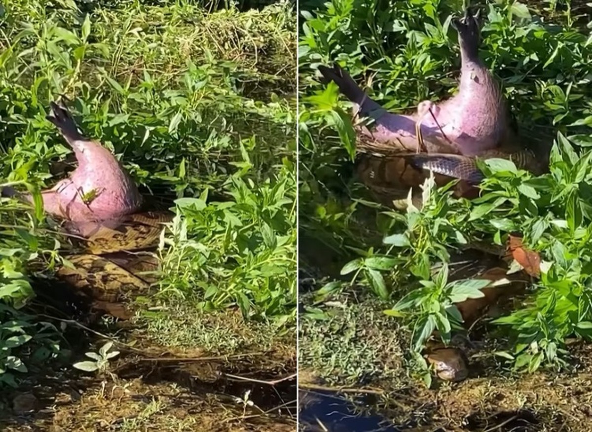 Sucuri é filmada enquanto devora capivara em rio em Mato Grosso do Sul ...
