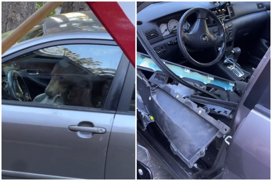 Urso fica trancado em carro e destrói parte interna de veículo, nos EUA; vídeo
