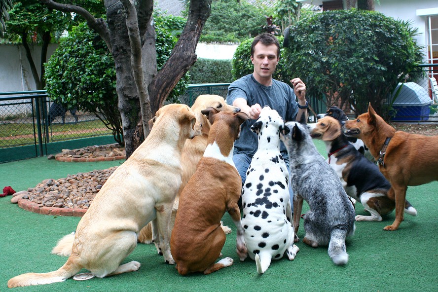 Ataque de pitbull: Dr. Pet explica como se defender e alerta sobre ...