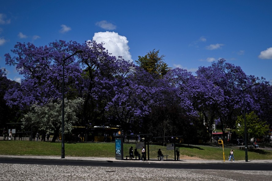 Jacarandás do Brasil colorem as ruas de Lisboa de azul e lilás; veja fotos