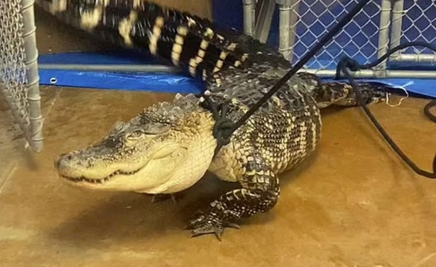 Crocodilo é resgatado após ser mantido em porão por 12 anos nos EUA; vídeo