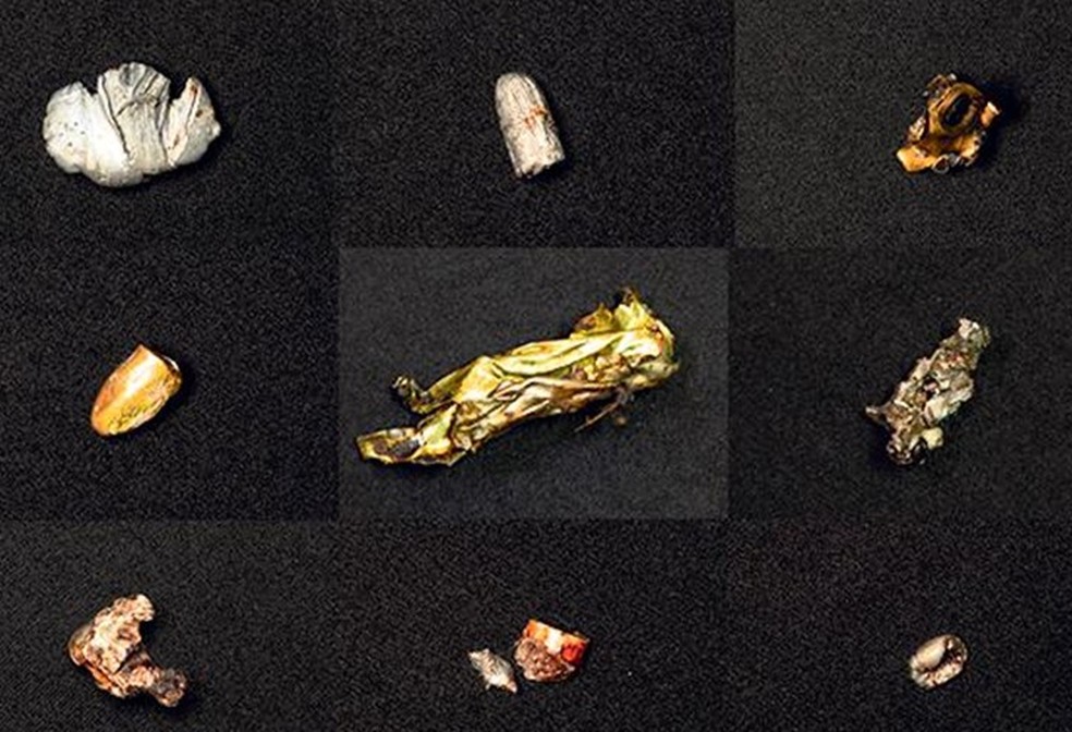 Sex mit tieren bilder