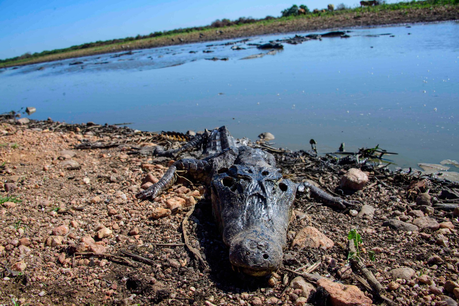 Chuvas No Mt E Ms Reduzem Focos De Incêndios No Pantanal Veja Antes E
