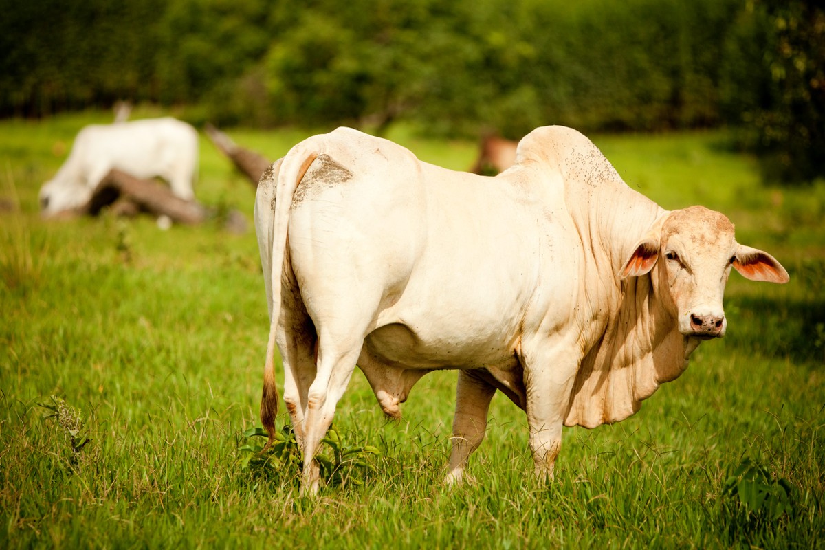 O que é o mal da vaca louca e por que o caso atípico no Brasil não traz ...
