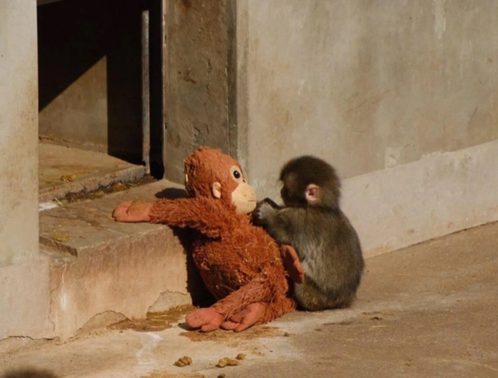 Abandonado pela mãe e apegado a bichinho de pelúcia, macaco enfrenta ...