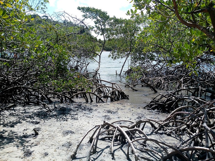 Brasil patina na recuperação de mangues, vitais para absorver dióxido ...