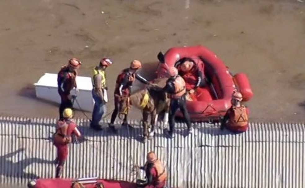 Resgate de cavalo preso em cima de telhado no RS tem sedação, soro e 11 ...
