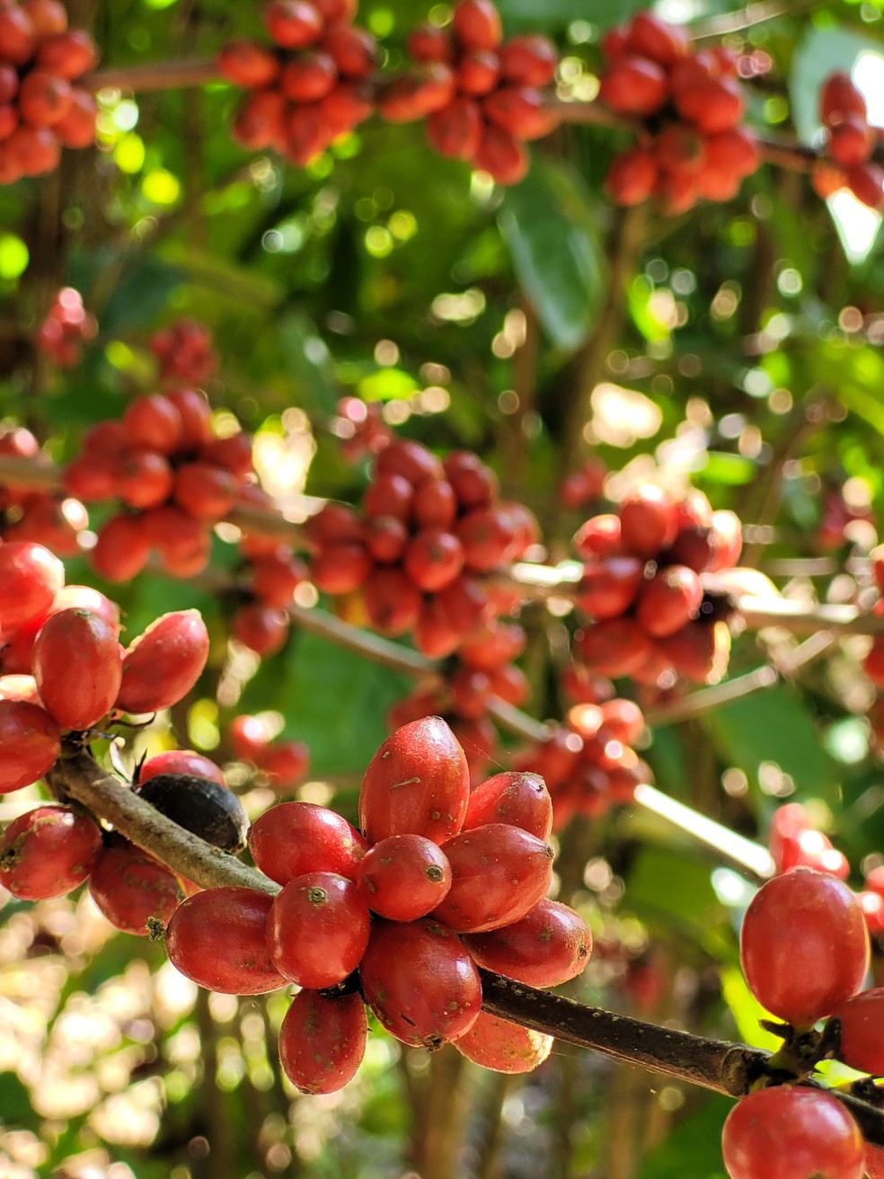Confira curiosidades sobre o café, uma das bebidas mais amadas e ...