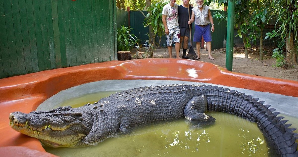 Cassius: maior crocodilo em cativeiro do mundo pesava uma tonelada e ...