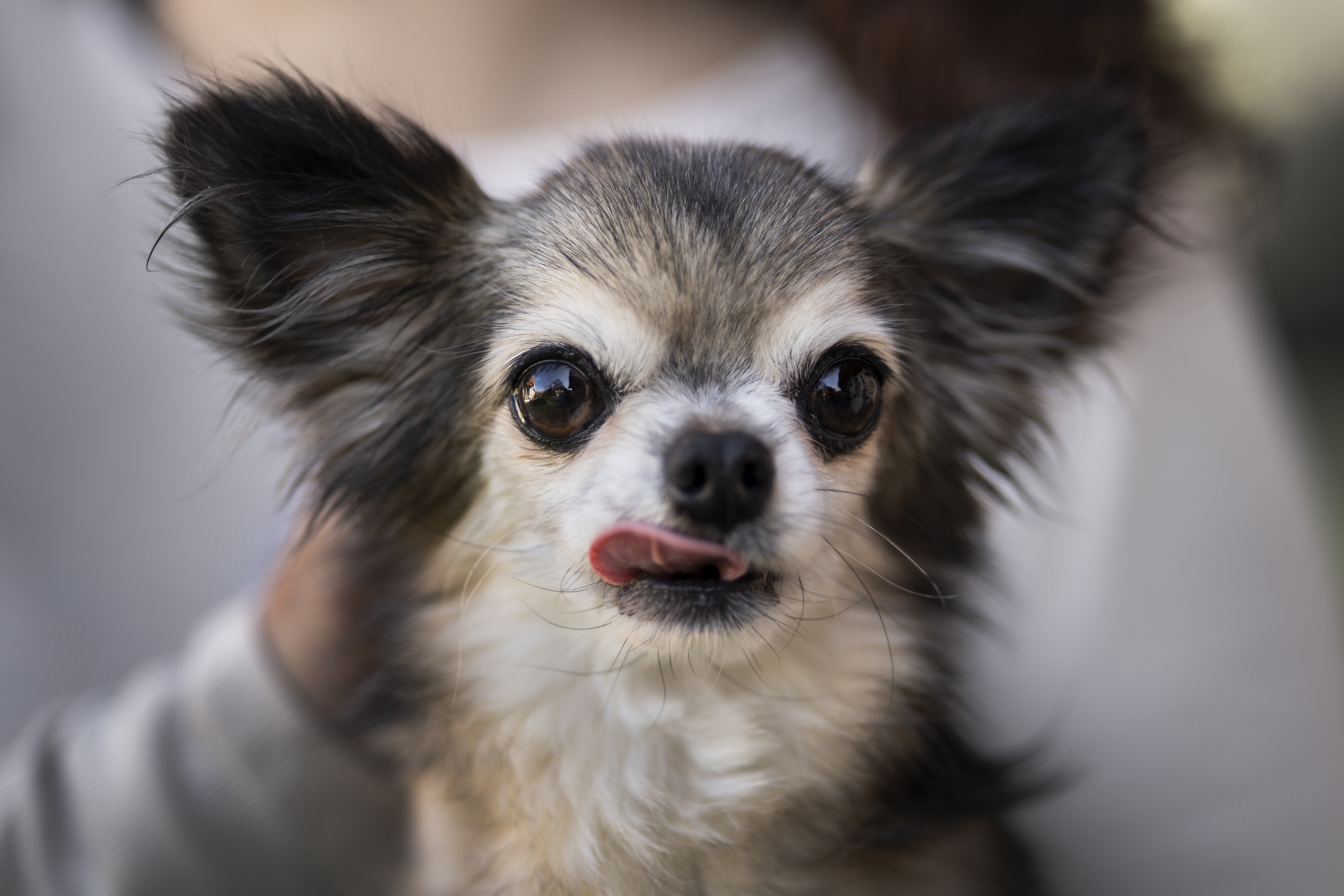 Maioria dos cachorros ainda carrega DNA de lobo (até os mais fofinhos ...