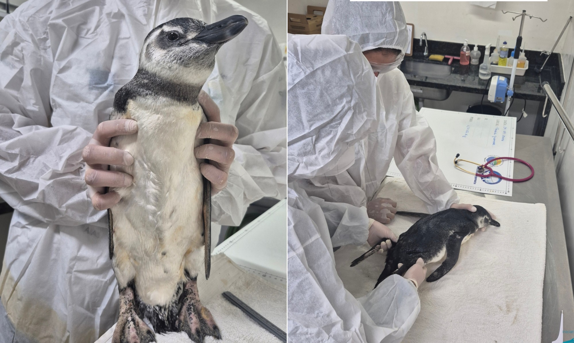Começa a temporada dos pinguins com resgate de animal debilitado em Ubatuba