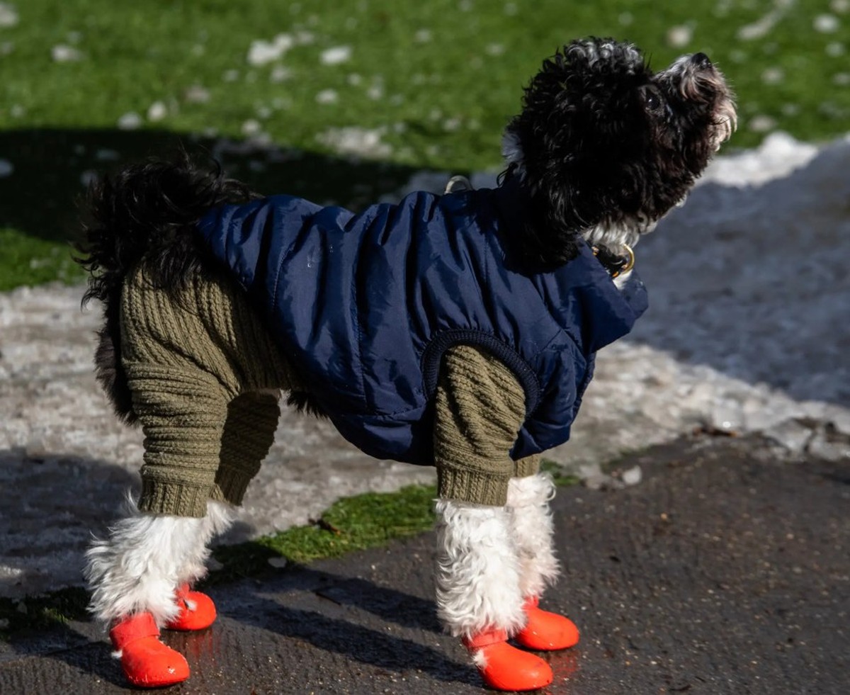 Frio à noite: o que fazer para seu cachorro não sofrer com as baixas ...