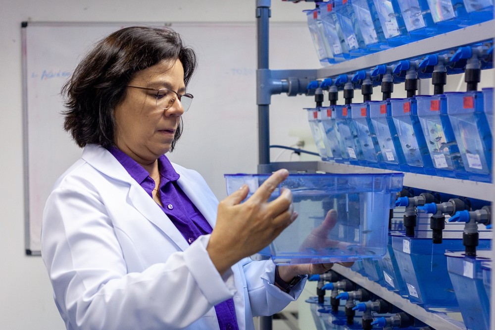 Butantan testa veneno de peixe brasileiro para tratar asma, com sucesso ...