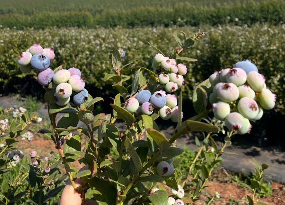 Cultivo de mirtilo avança no interior de Rio e São Paulo