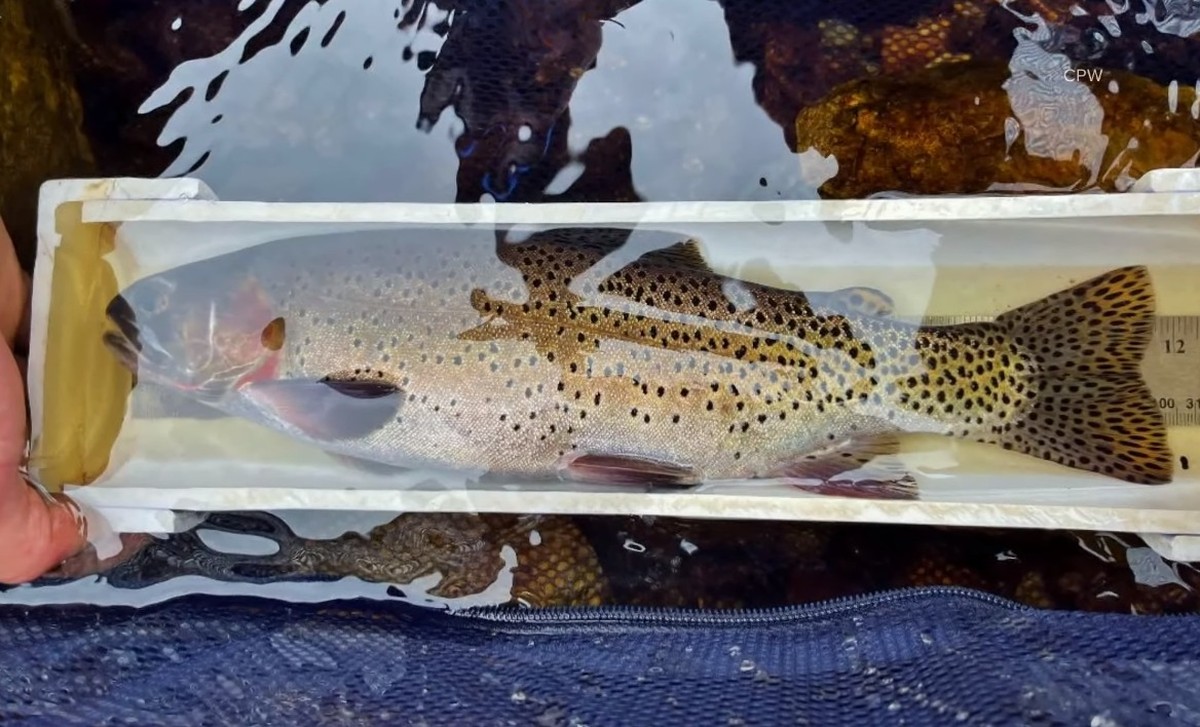 Peixe que era considerado extinto é encontrado se reproduzindo na ...