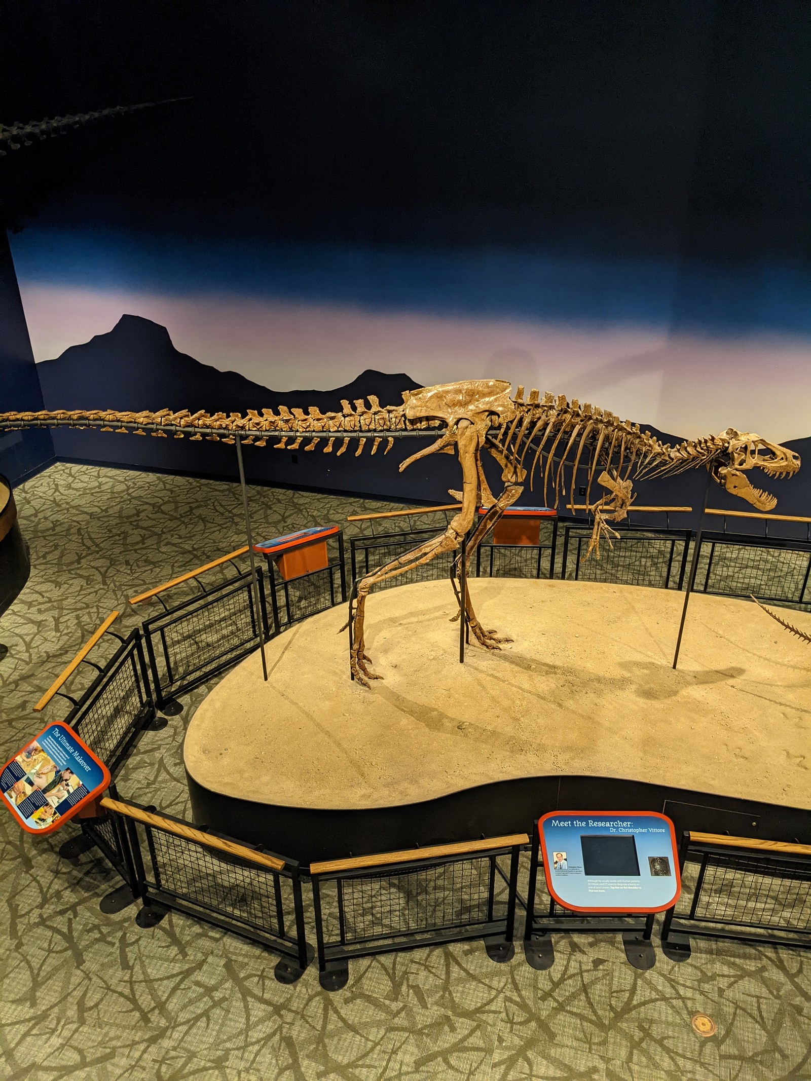 T-Rex ou Nanotyrannus? Fósseis à venda por R$ 97 milhões provocam ...