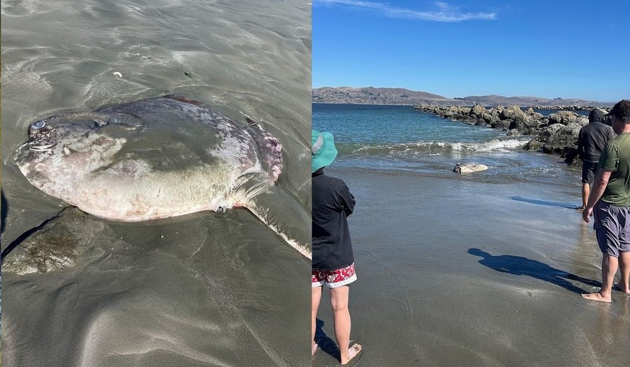 Peixe Lua Gigante Do Oceano Peixe Lua Gigante Nada Próximo Das