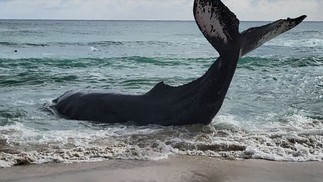 Autoridades correm contra o tempo para salvar bebê orca que se recusa a deixar lagoa onde sua ...