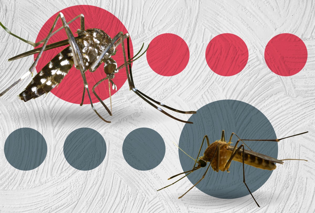 Infográfico mostra as 7 diferenças entre o mosquito da dengue e o ...