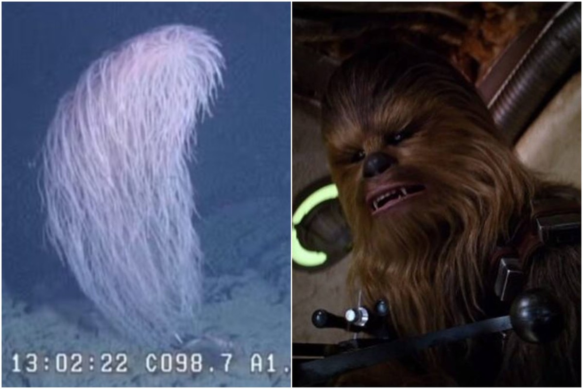 Cientistas descobrem 'Chewbacca', nova espécie de coral 'peludo ...