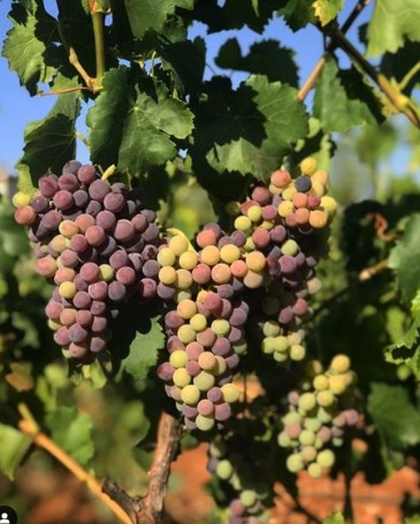 Casa Flora lança linha de vinhos libaneses; curso de férias Le Cordon ...