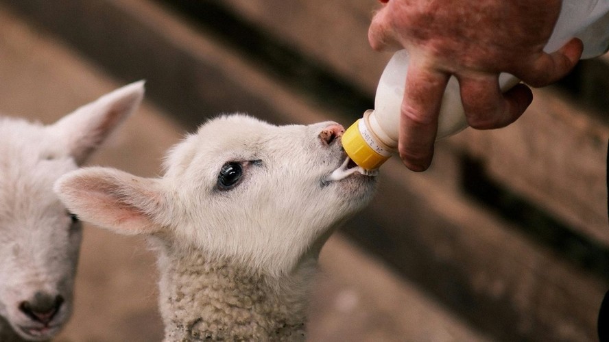 Mini-zoológico inglês é condenado a pagar mais de R$ 140 mil após surto ...