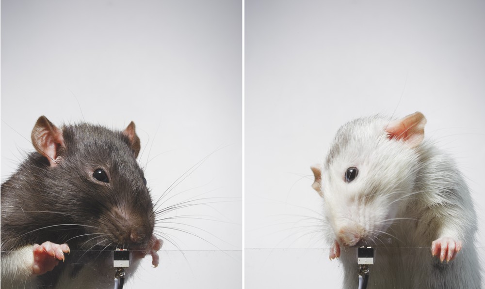Você é um humano ou um rato?: Selfies tiradas por fotógrafos-roedores ...