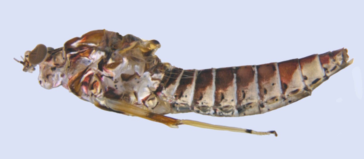 Cientistas brasileiros identificam nova espécie de inseto e o batizam ...