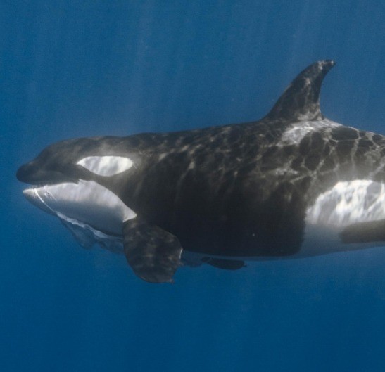 Orcas usam técnica de caça especial para arrancar fígados de tubarões ...