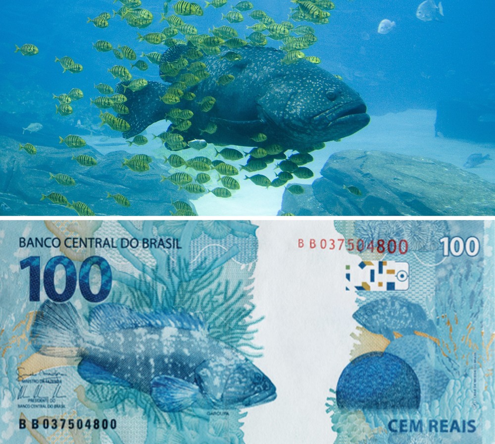 Por que o beija-flor virou o símbolo da nota de R$ 1? Conheça essa e ...