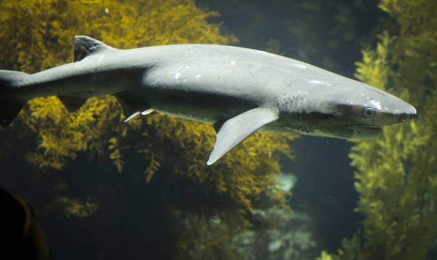 Tubarões evoluíram após aquecimento dos oceanos; entenda