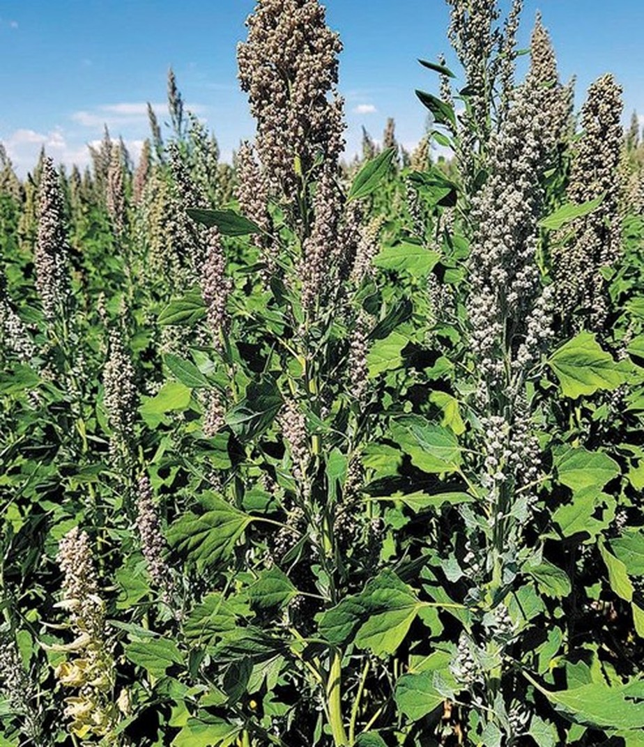 Origens Da Planta Quinoa