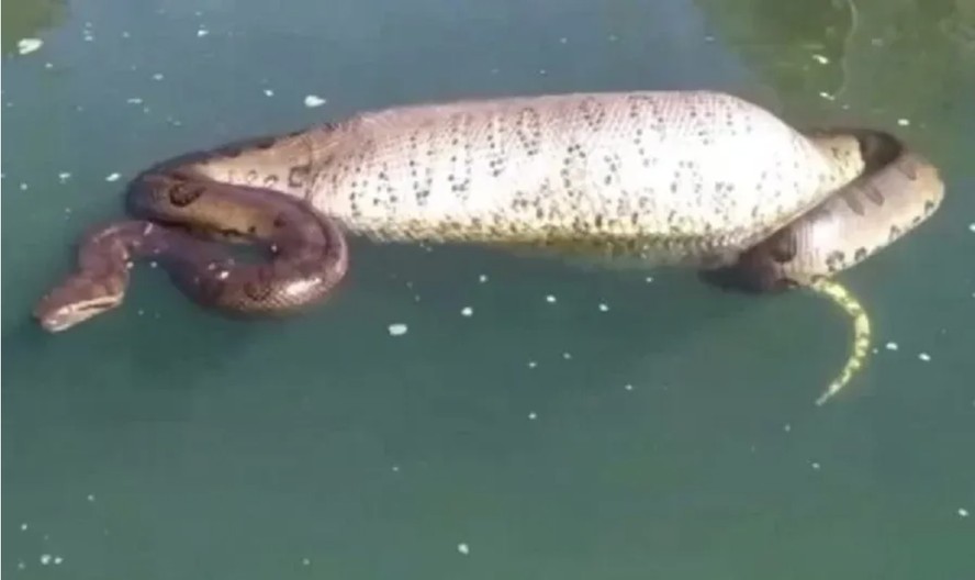 Pescadores flagram sucuri de 8 metros de 'barriga cheia' em Goiás; assista