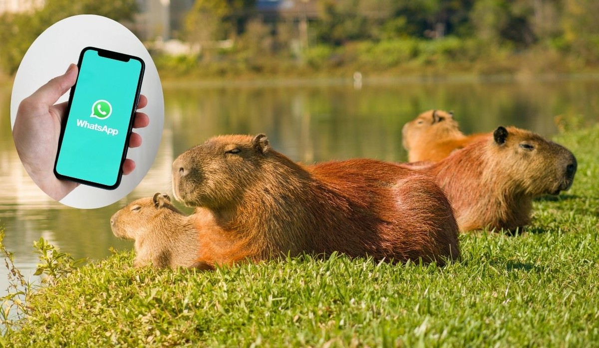 Mais fofinho: aprenda a ativar o 'Modo Capivara' no WhatsApp